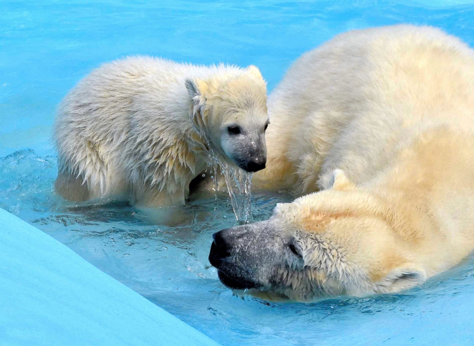 Arctic Baby Polar Bear
